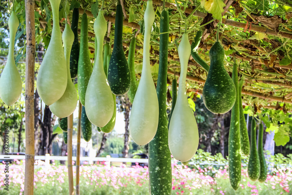 Lagenaria siceraria field grow or Long Neck Bottle Gourd , Calabash ...