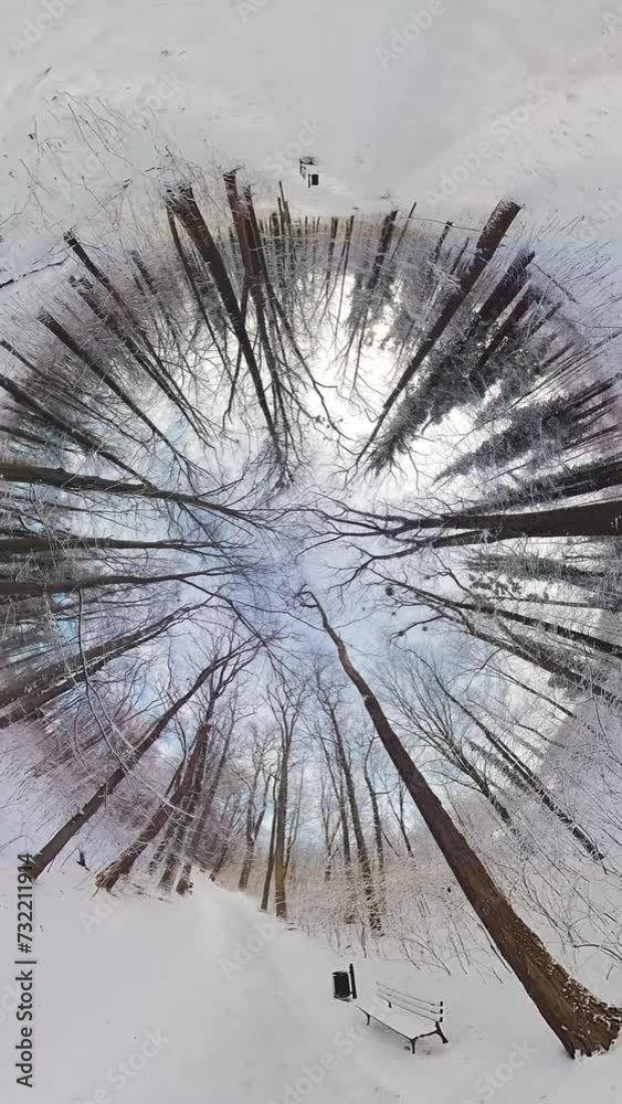 Vidéo Stock Take a tranquil journey through a stunning winter forest in ...