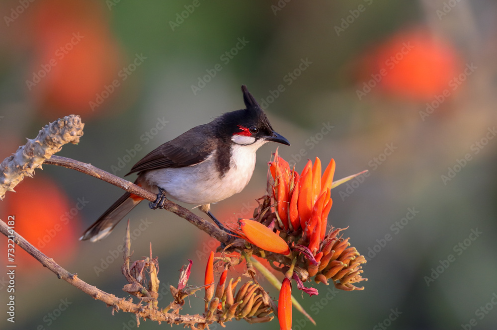 crested bulbul on flower.red-whiskered bulbul or crested bulbul, is a ...