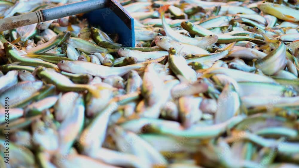Processing of freshly caught sea fish. Fisherman just back from a day ...