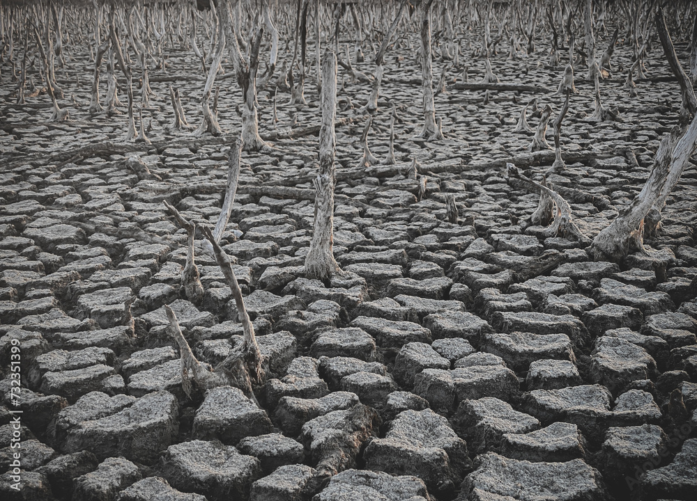Destruction mangrove forest scenery, destruction mangrove forest is an ...