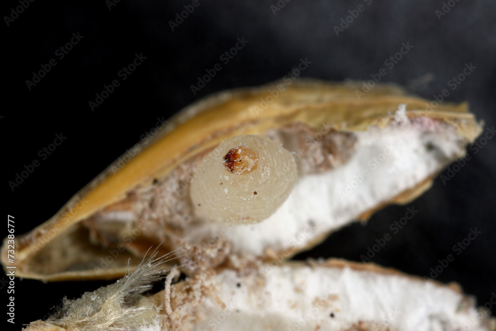 Granary Weevil (Sitophilus granarius) also called Grain or Wheat Weevil ...