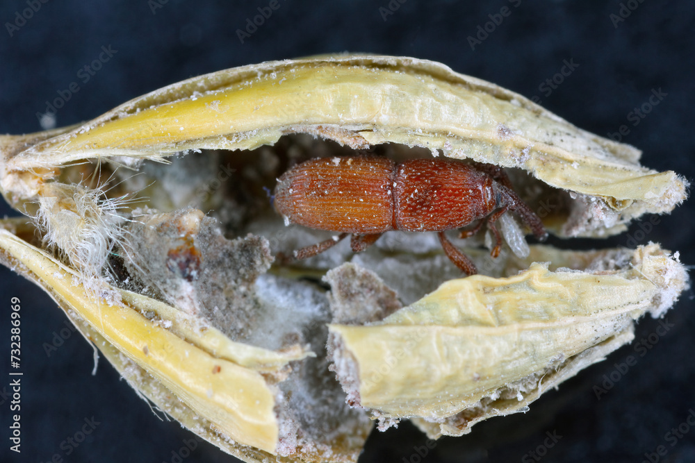 Granary Weevil (Sitophilus granarius) also called Grain or Wheat Weevil ...