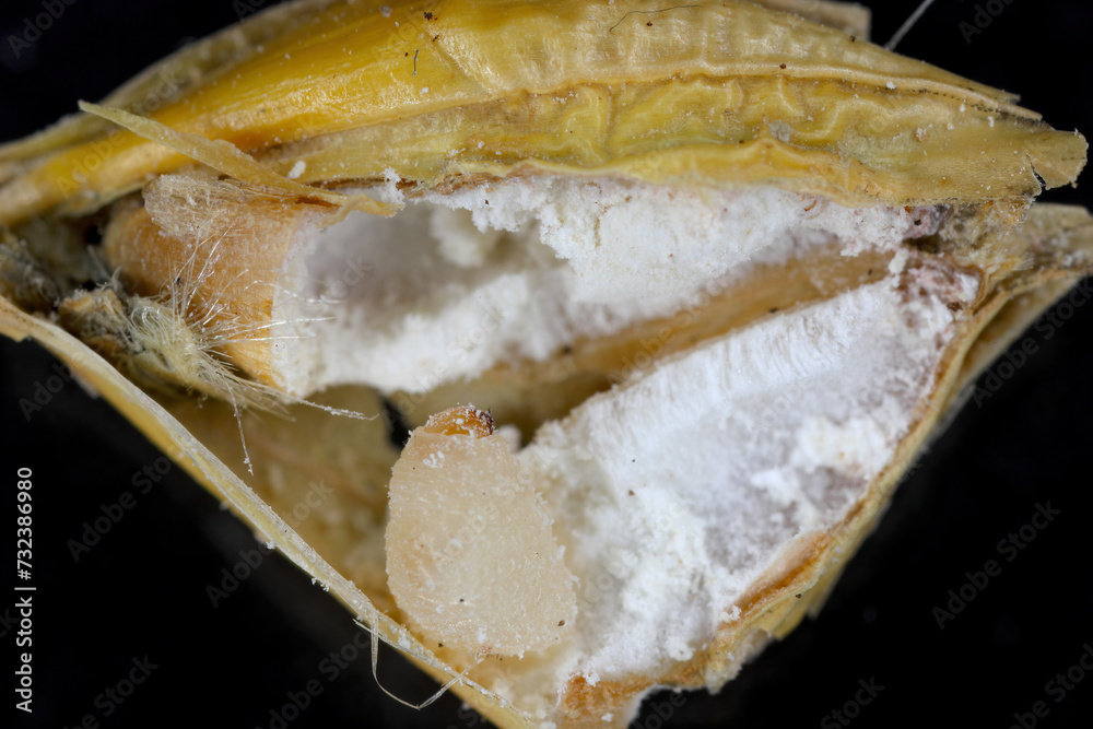 Granary Weevil (Sitophilus granarius) also called Grain or Wheat Weevil ...