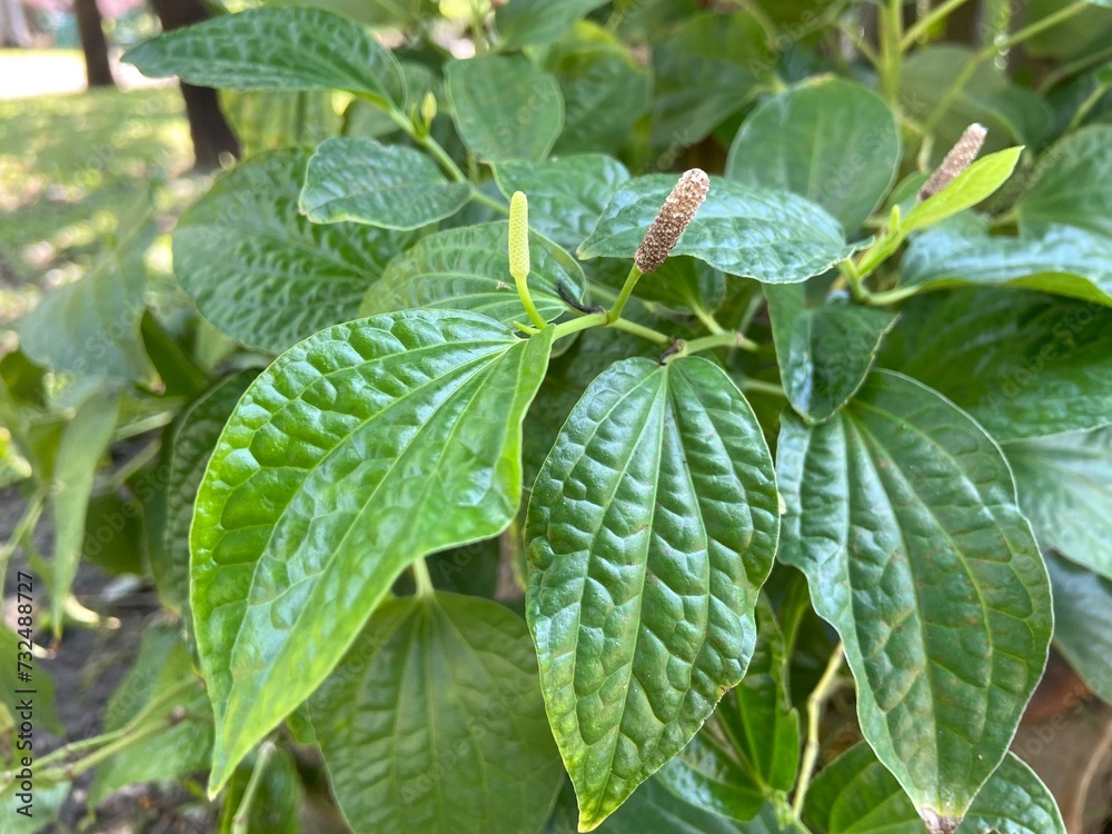 Piper sarmentosum is a plant in the family Piperaceae used in many ...