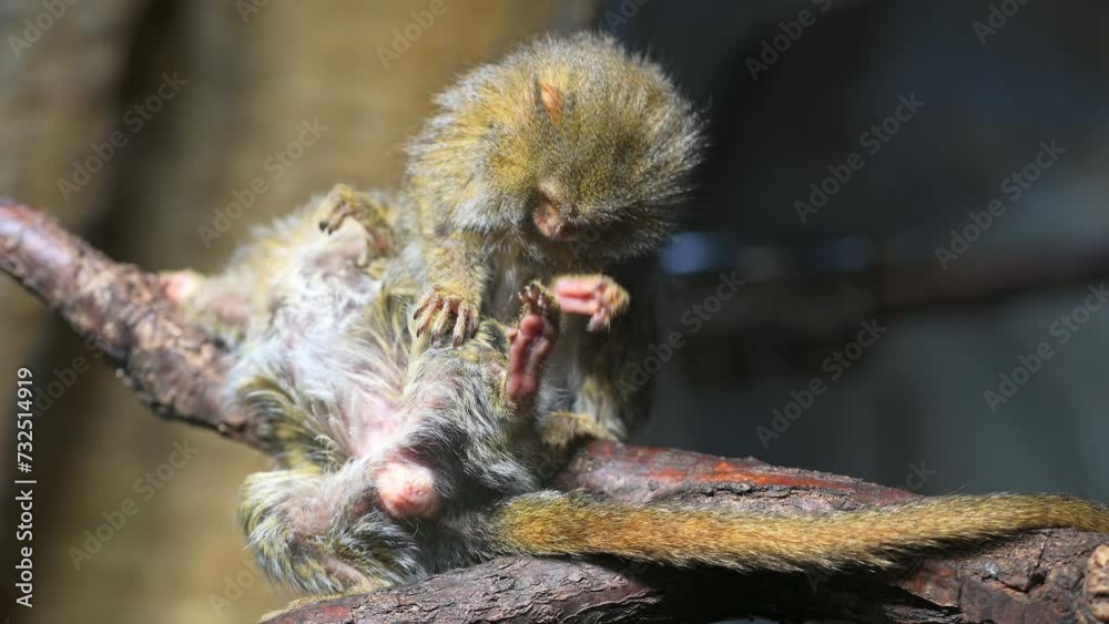 Cebuella pygmaea niveiventris is the smallest monkey in the world. Two ...