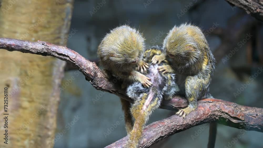Cebuella pygmaea niveiventris is the smallest monkey in the world. Two ...