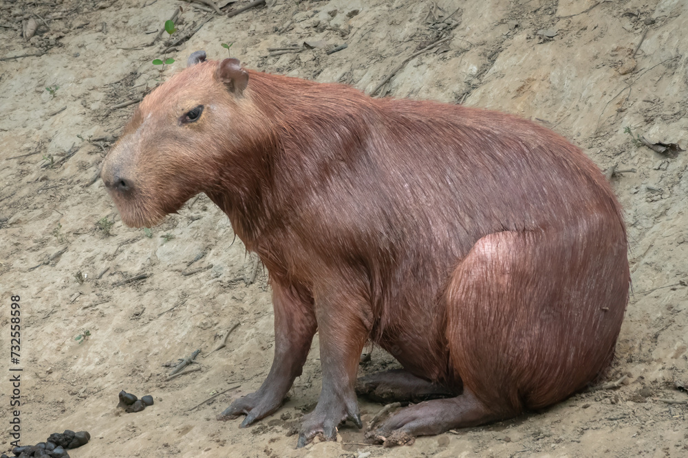 Capybara (Hydrochoerus hydrochaeris) bathing in the waters of the ...