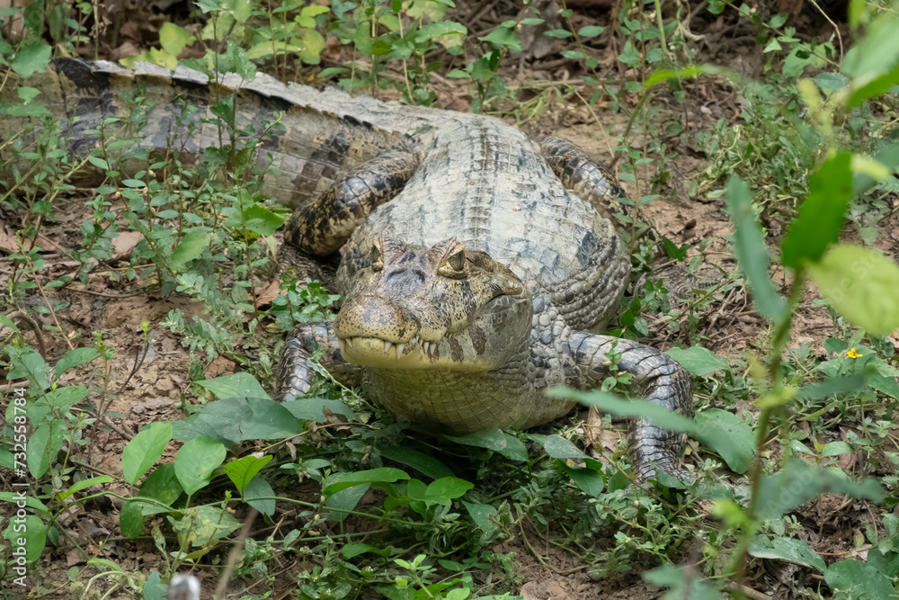 Spectacled caiman (Caiman crocodilus), also known as the white caiman ...