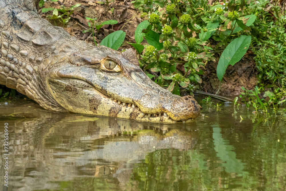 Spectacled caiman (Caiman crocodilus), also known as the white caiman ...