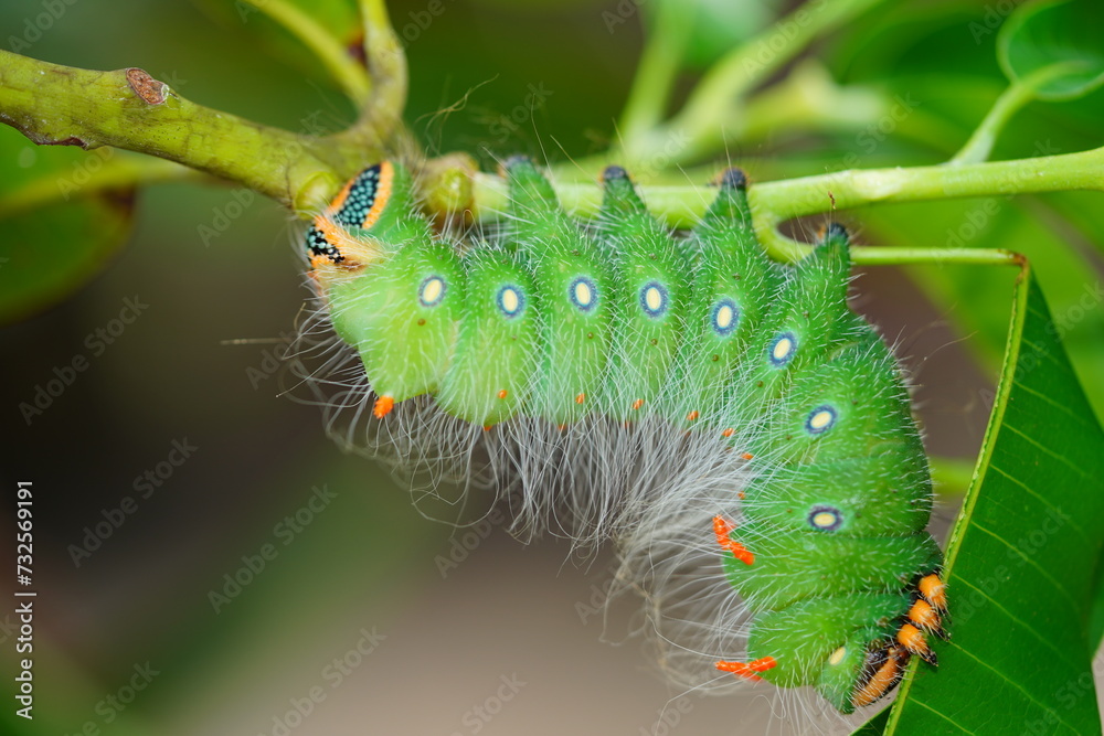 Green Imperial moth caterpillar Eacles Imperialis, family Saturniidae ...