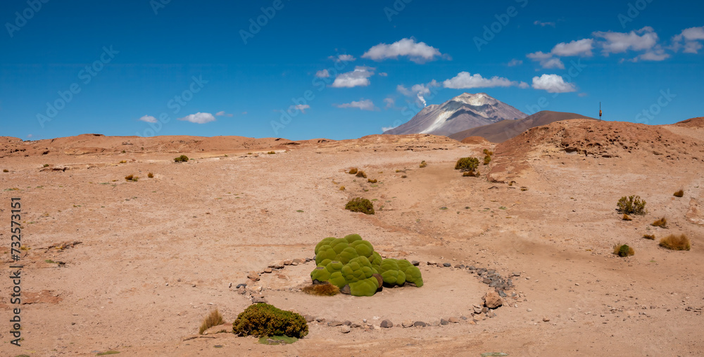 Yareta (llareta, Azorella) an evergreen cushion plant native to the ...