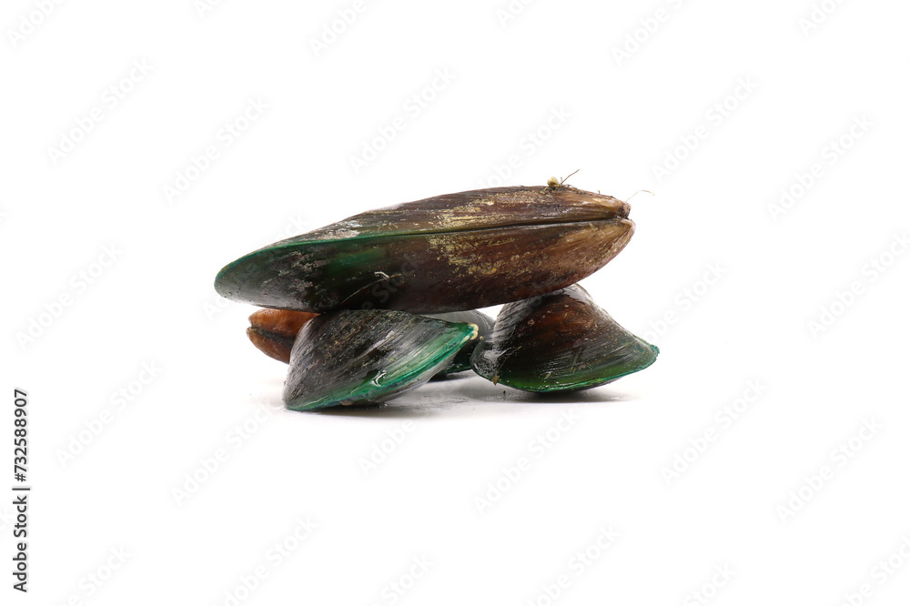 Mussels on white background.suitable for people who are controlling ...