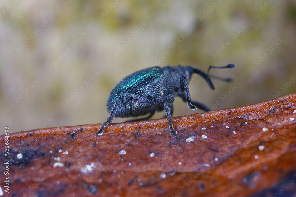 Blue stem weevil (Ceutorhynchus sulcicollis) of beetle from family ...