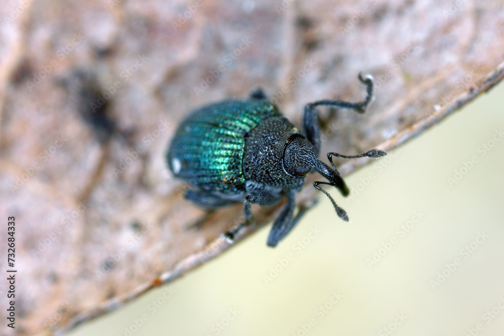 Blue stem weevil (Ceutorhynchus sulcicollis) of beetle from family ...