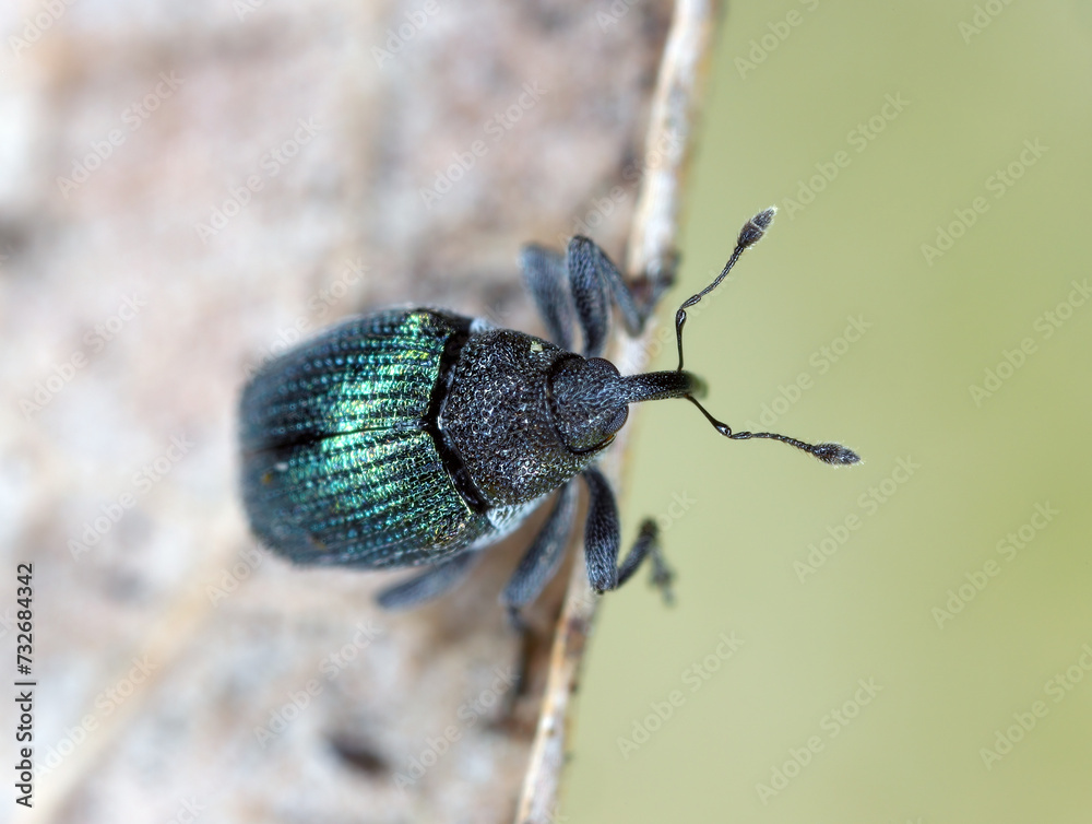 Blue stem weevil (Ceutorhynchus sulcicollis) of beetle from family ...