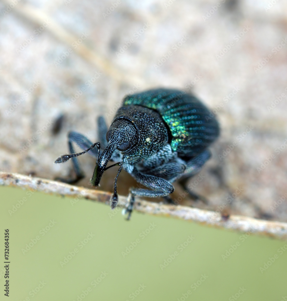 Blue stem weevil (Ceutorhynchus sulcicollis) of beetle from family ...