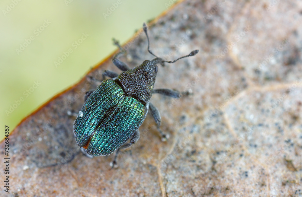 Blue stem weevil (Ceutorhynchus sulcicollis) of beetle from family ...