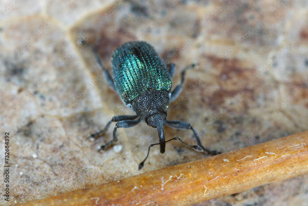 Blue stem weevil (Ceutorhynchus sulcicollis) of beetle from family ...