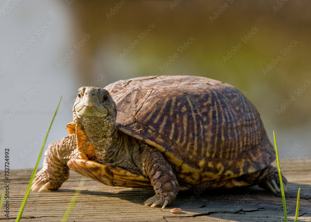 Eastern Box Turtle, Terrapene carolina carolina. A profile view of an ...