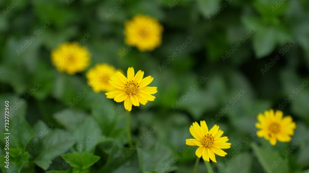 Yellow wild flowers. Sphagneticola trilobata, commonly known as the Bay ...