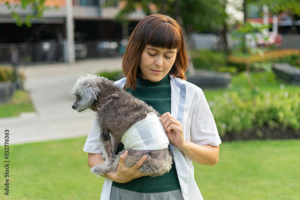 Senior Crossbreed dog wearing a diaper for urinary incontinence. Sick ...