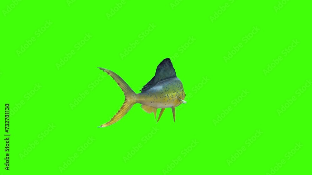 3D Mahi Mahi Fish swimming underwater or ocean back tail view loop ...