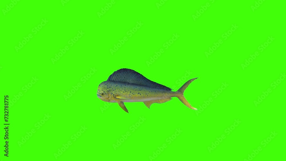 3D Mahi Mahi Fish swimming underwater or ocean side view loop Animation ...