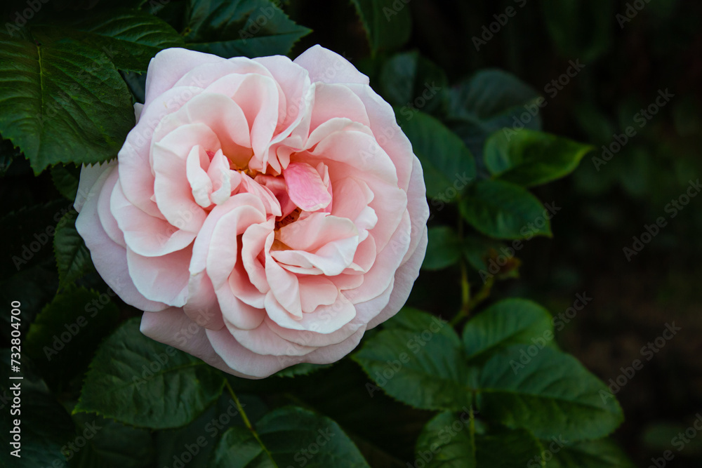 Light pink color Hybrid Tea Rose Aphrodite flower in a garden. Concept ...