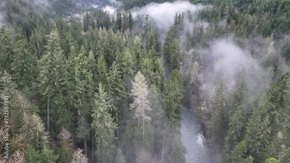 Low clouds drift across a thick forest of mixed trees in Molalla River ...