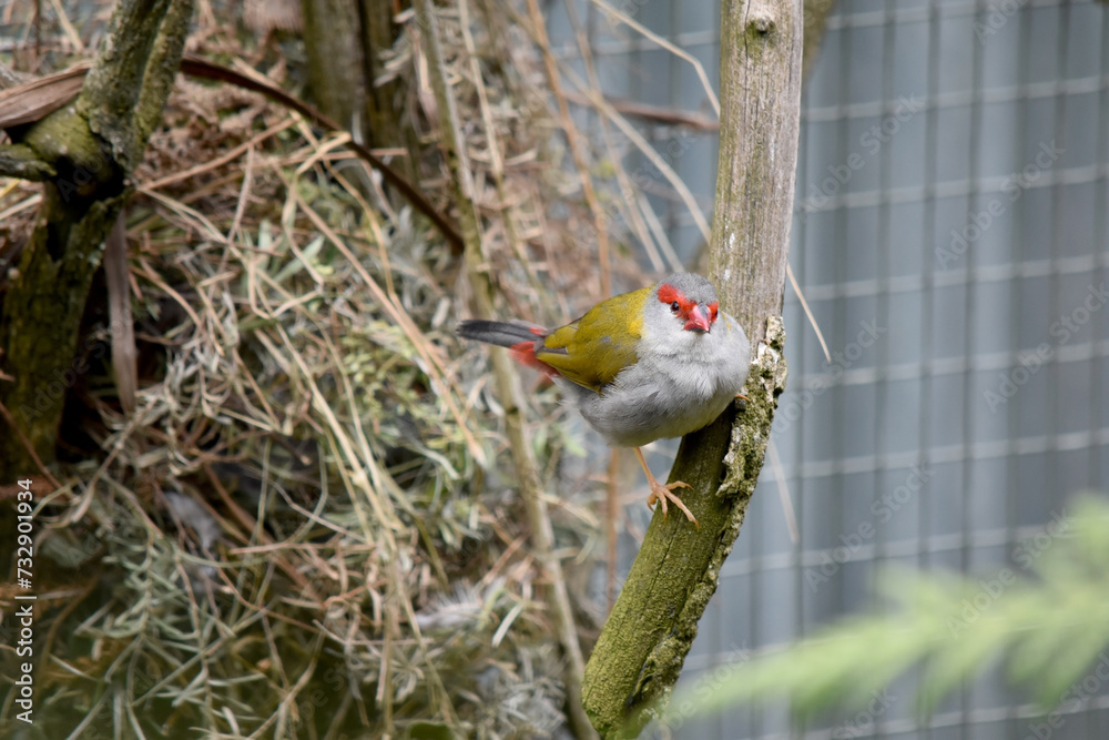 The Red-browed Finch is most easily recognised by its bright red ...