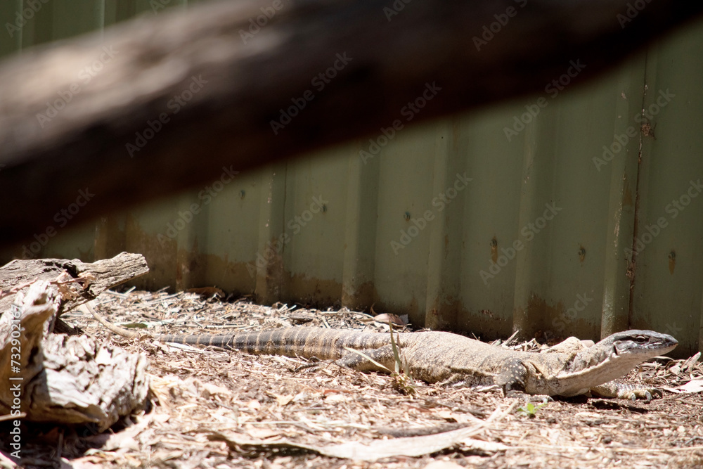 Rosenberg's monitor lizards have elongated head and neck, a relatively ...