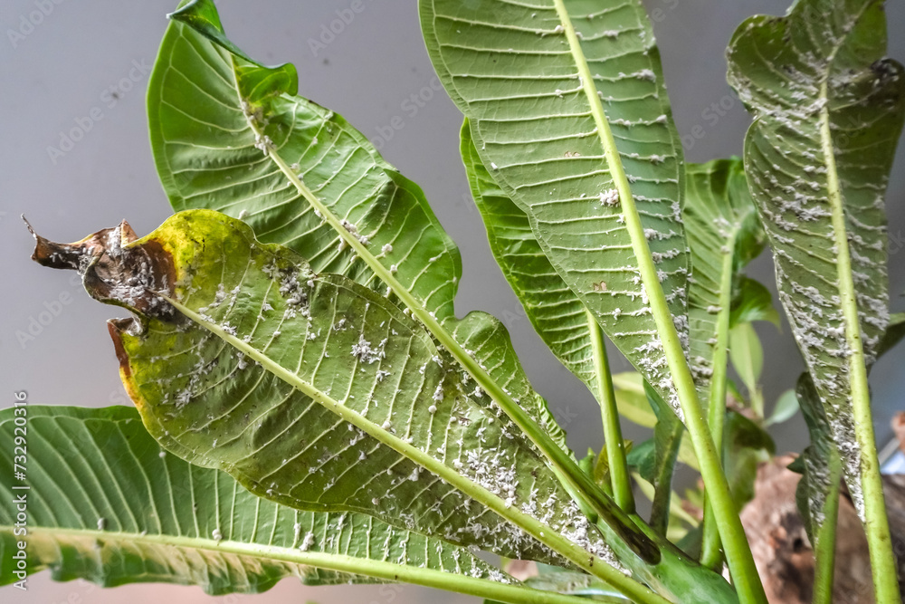 Mealy Bugs on unhealthy plumeria leaves due to pests or diseases are ...