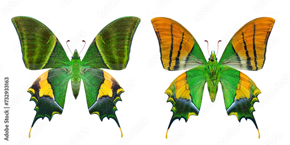 Kaiser-i-hind butterfly both hindwing and forewing views isolated on ...