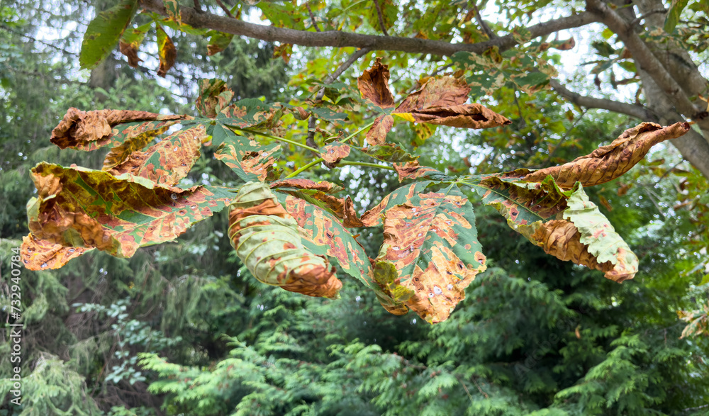 Bacteria attacks trees leaves. Disease of fruit trees. Plant disease ...