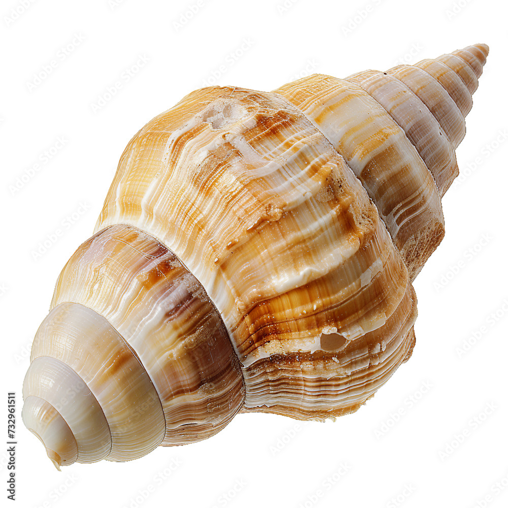 Sea snail shell, transparent background, isolated image, generative AI ...