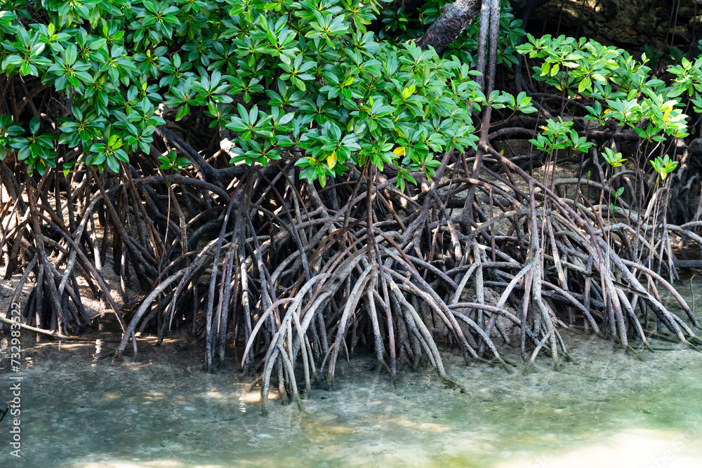 Mangrove trees, belonging to the Rhizophoraceae family, thrive in ...