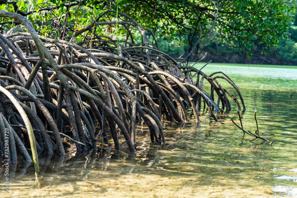 Mangrove trees, belonging to the Rhizophoraceae family, thrive in ...