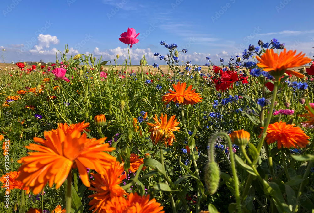Wild flowers on a field in Denmark in the summer of 2023. Stock-Foto ...