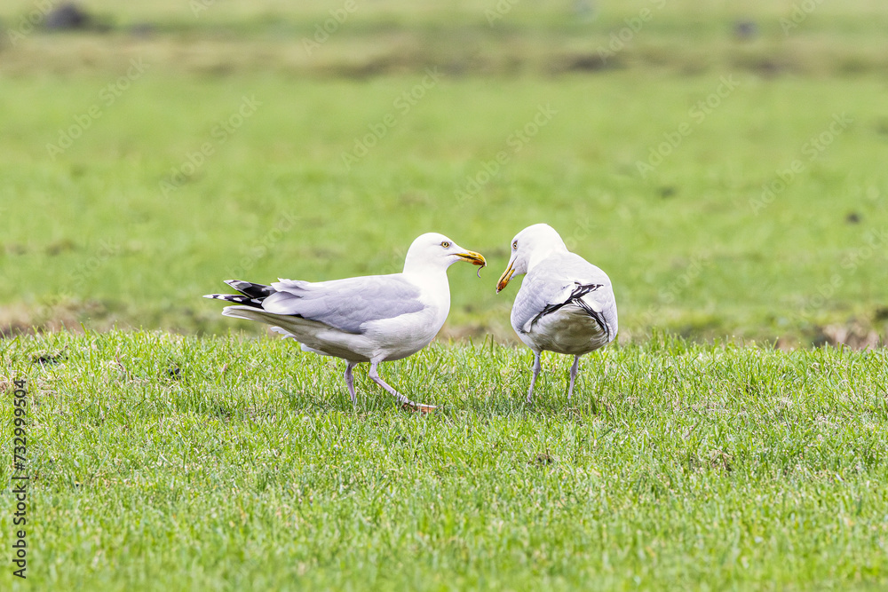 Close up of a couple of European Herring Gulls, Larus argentatus ...