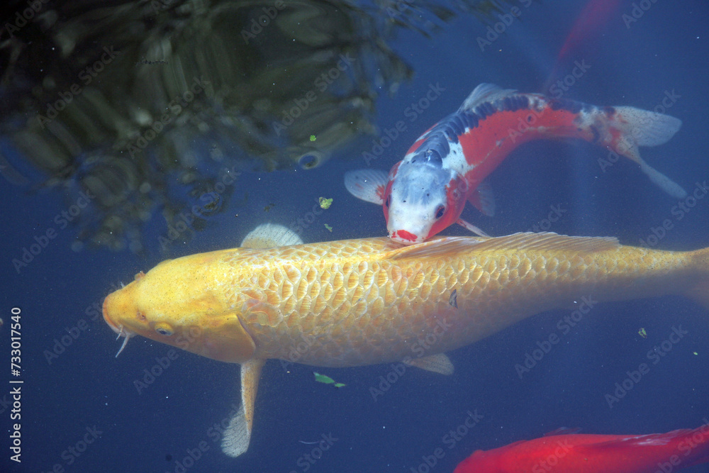 Japanese Carp Fish in the pool in front of the Church of the ...