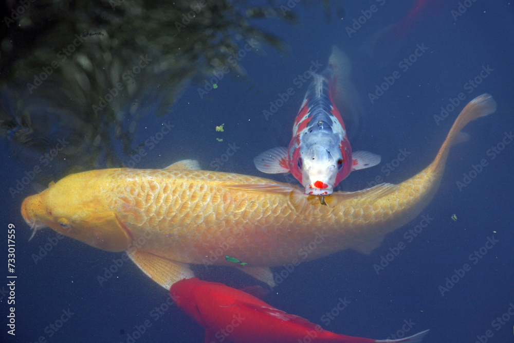 Japanese Carp Fish in the pool in front of the Church of the ...