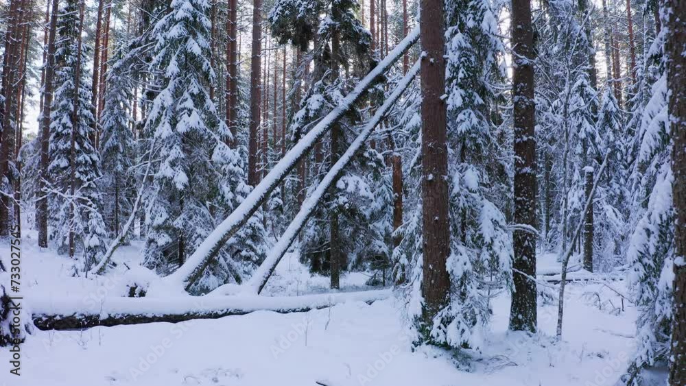 Drone flight in an old boreal spruce forest in winter. Spruce trees covered with white fluffy ...
