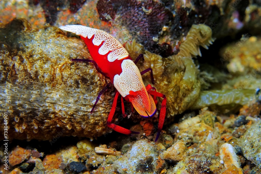 Red shrimp (Emperor shrimp - Periclimenes imperator) on the coral reef ...