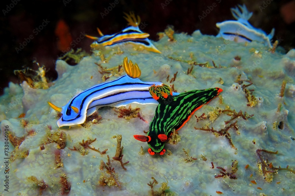 Group of the colorful underwater nudibranch on the coral reef ...