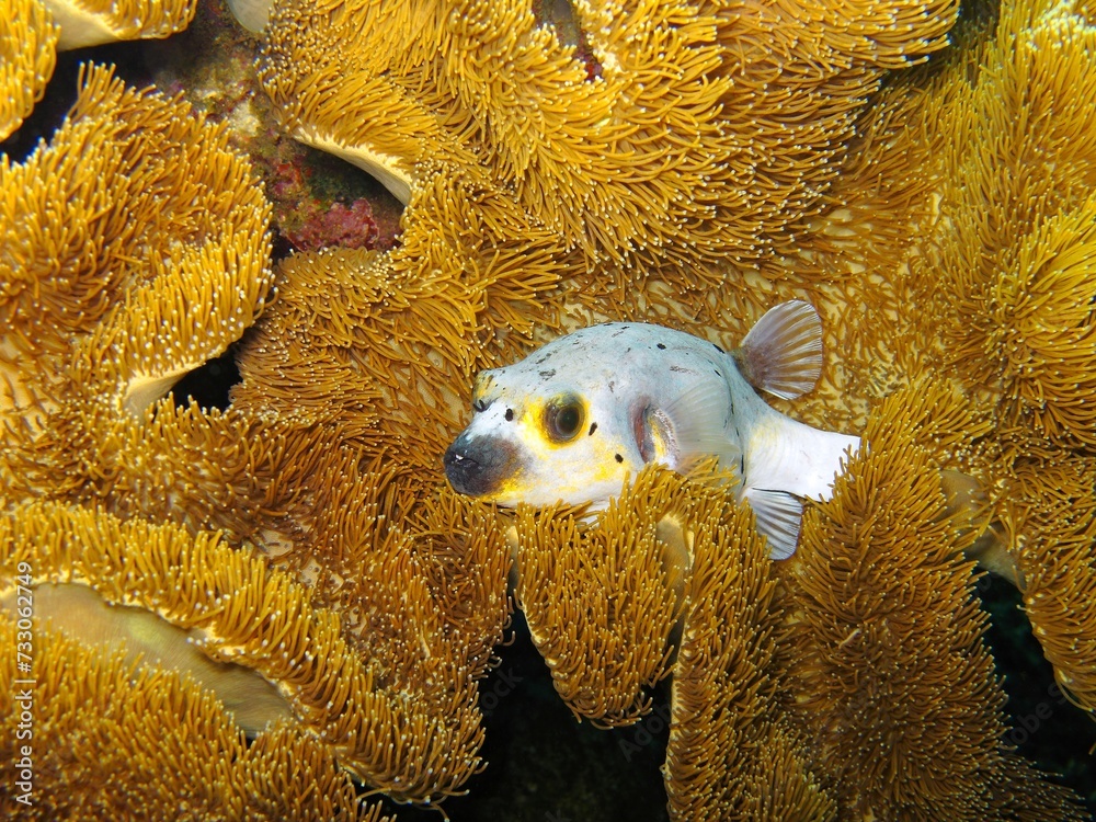 Tropical reef fish - Puffer fish (Tetraodontidae) hiding in the coral ...
