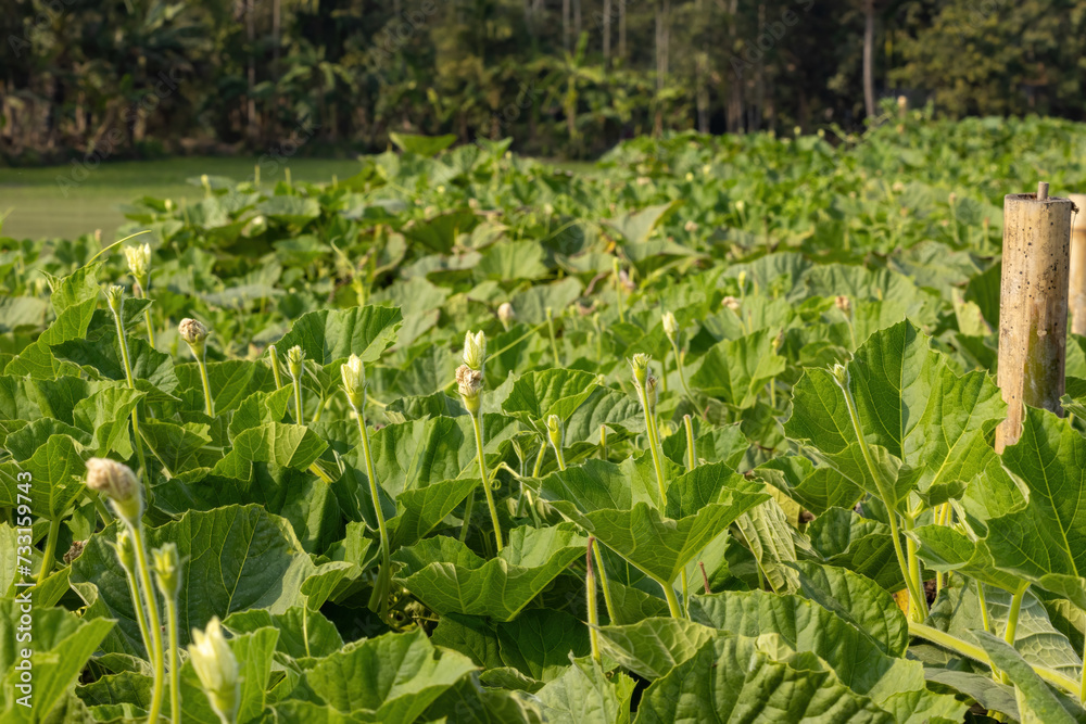 Gourd trees with flowers are grown on agricultural land. Locally it is ...