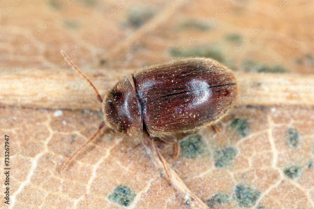 Lasioderma serricorne commonly known as the cigarette beetle, cigar ...