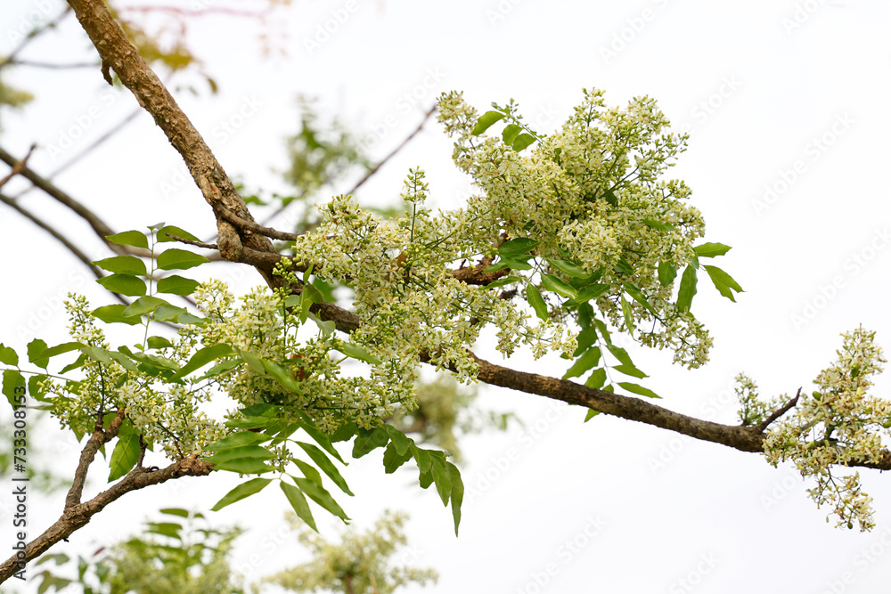 Siamese neem tree has feathery compound leaves. The leaves are smooth ...
