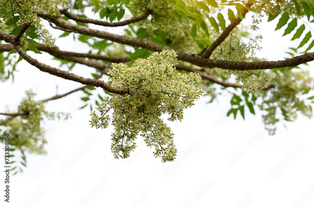 Siamese neem tree has feathery compound leaves. The leaves are smooth ...